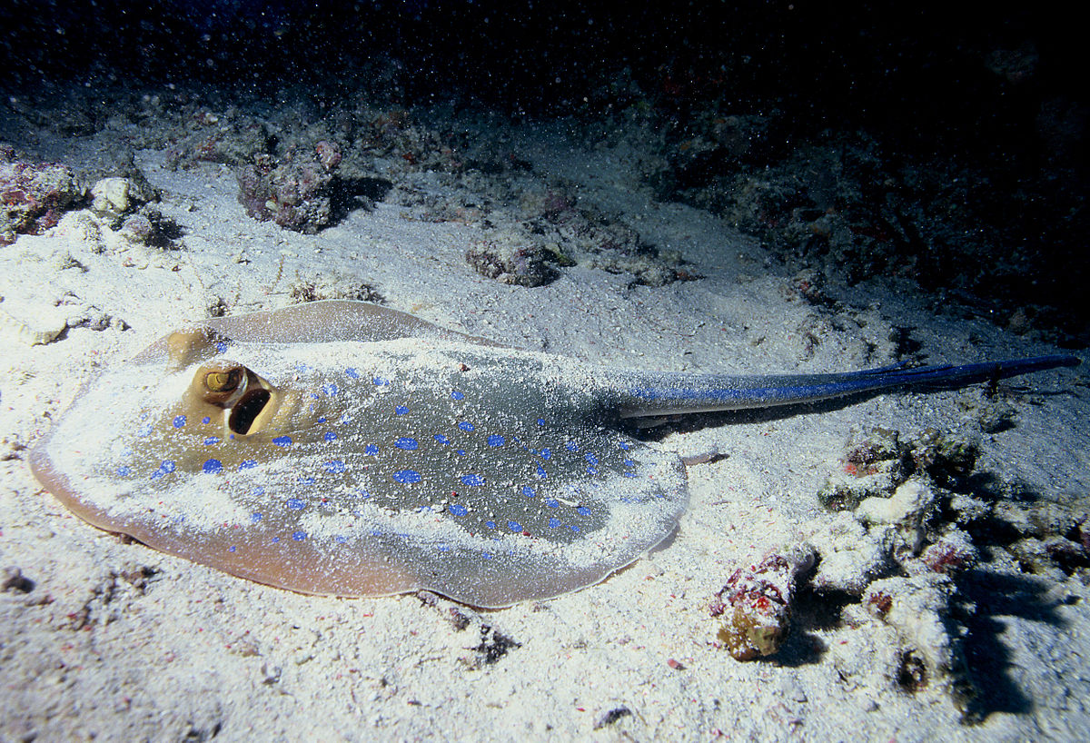 Which fish lives on the seafloor?