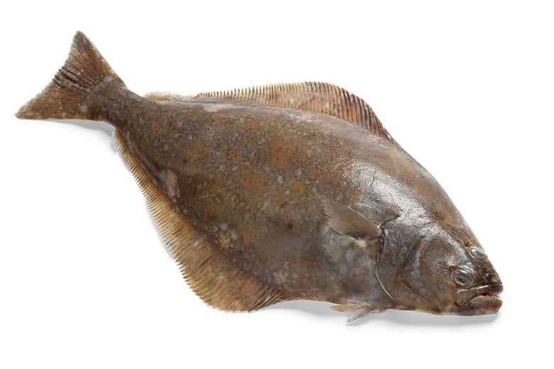 Which fish tastes most like halibut?