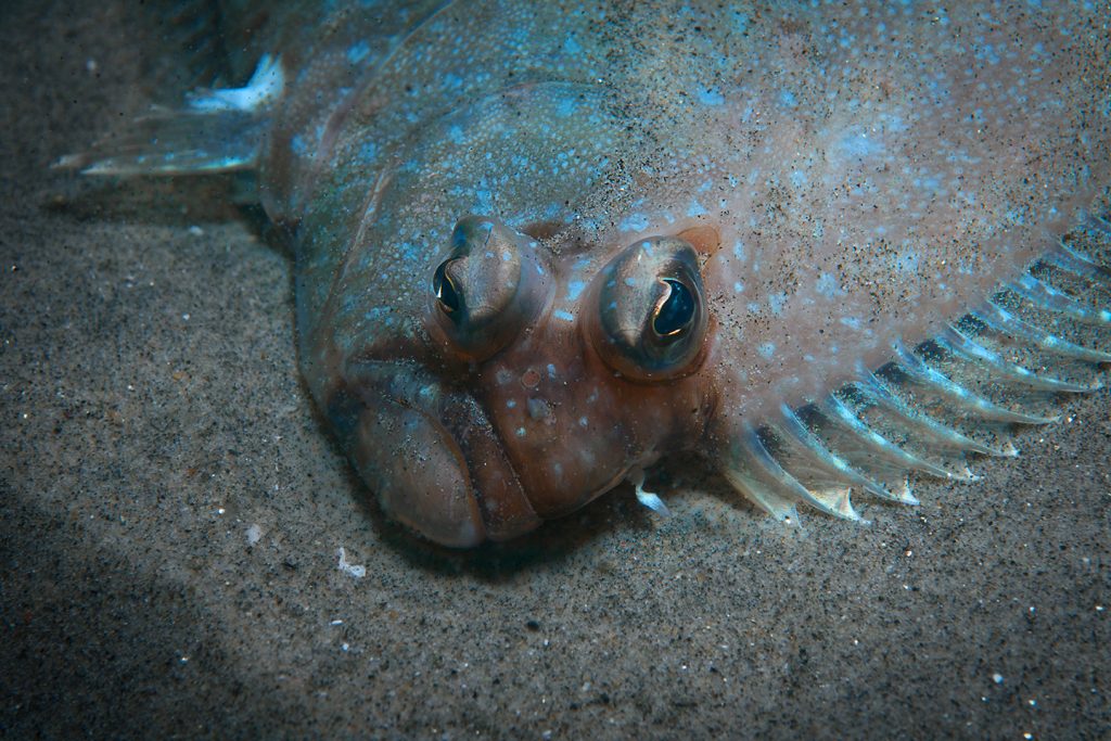 Which flat fish is best?