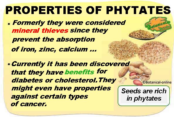 Which foods contain phytates?