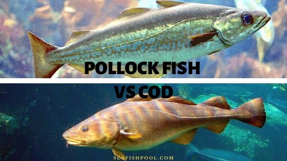 Which has more Omega-3 cod or pollock?