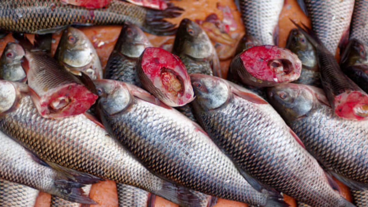 Which Indian fish is not good for health?