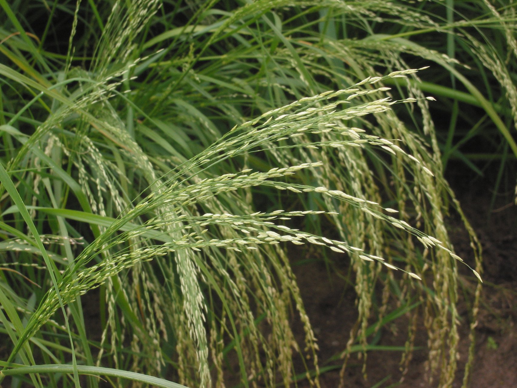 Which is a type of grass used to make breads and cereal?