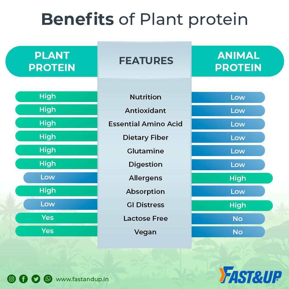 Which is better animal or plant protein?