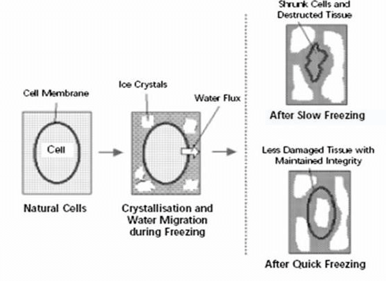 Which is better quick freezing or slow freezing?