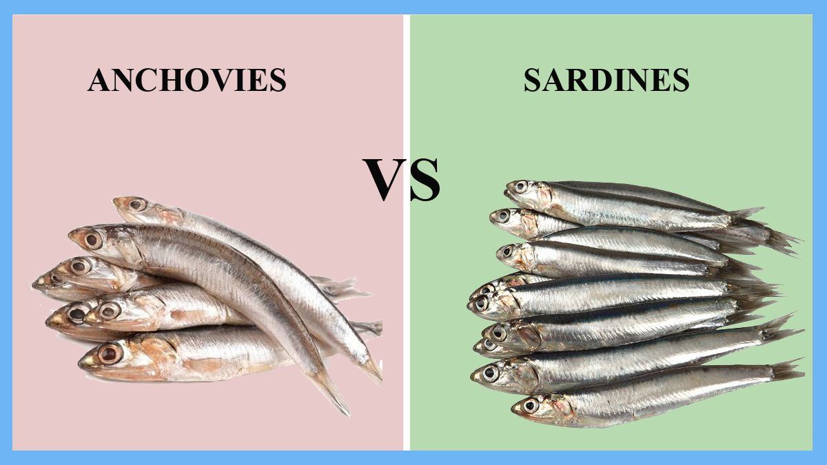 Which is better sardines or anchovies?