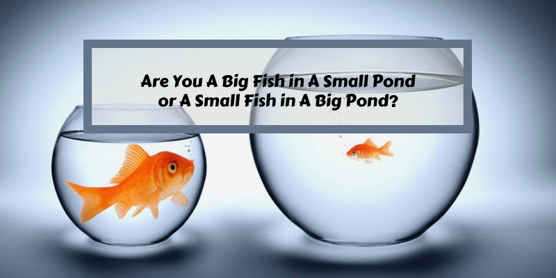 Which is better small fish in big pond or big fish in small pond?