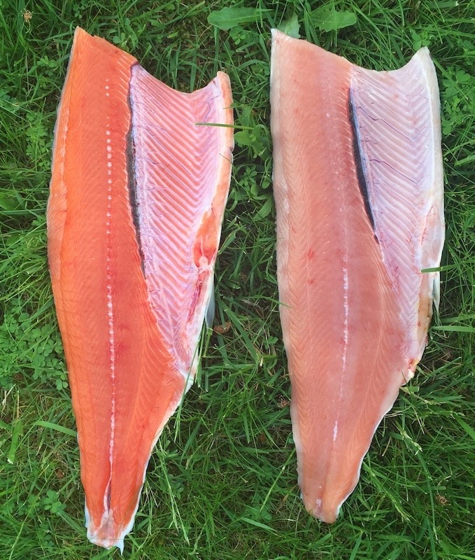 Which is better white or pink salmon?