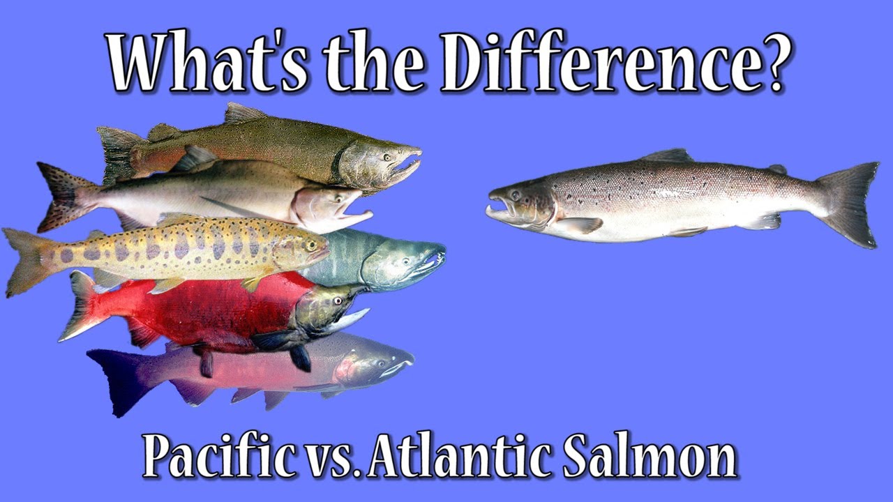Which is bigger Atlantic or Pacific salmon?