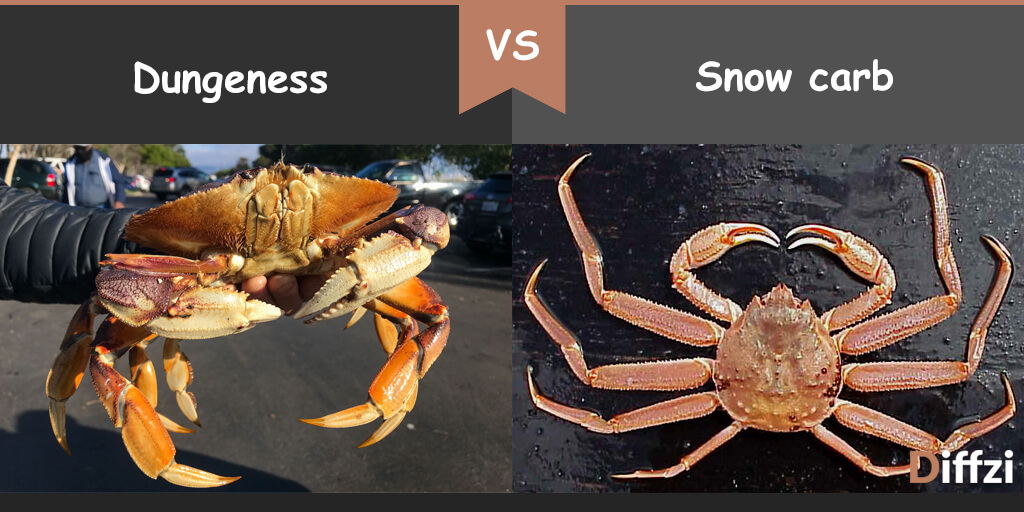 Which is bigger Dungeness or snow crab?