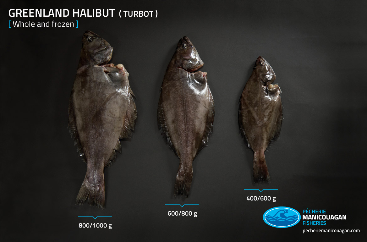 Which is bigger halibut or turbot?
