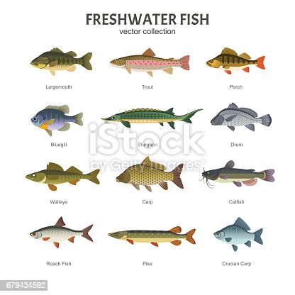 Which is freshwater fish?