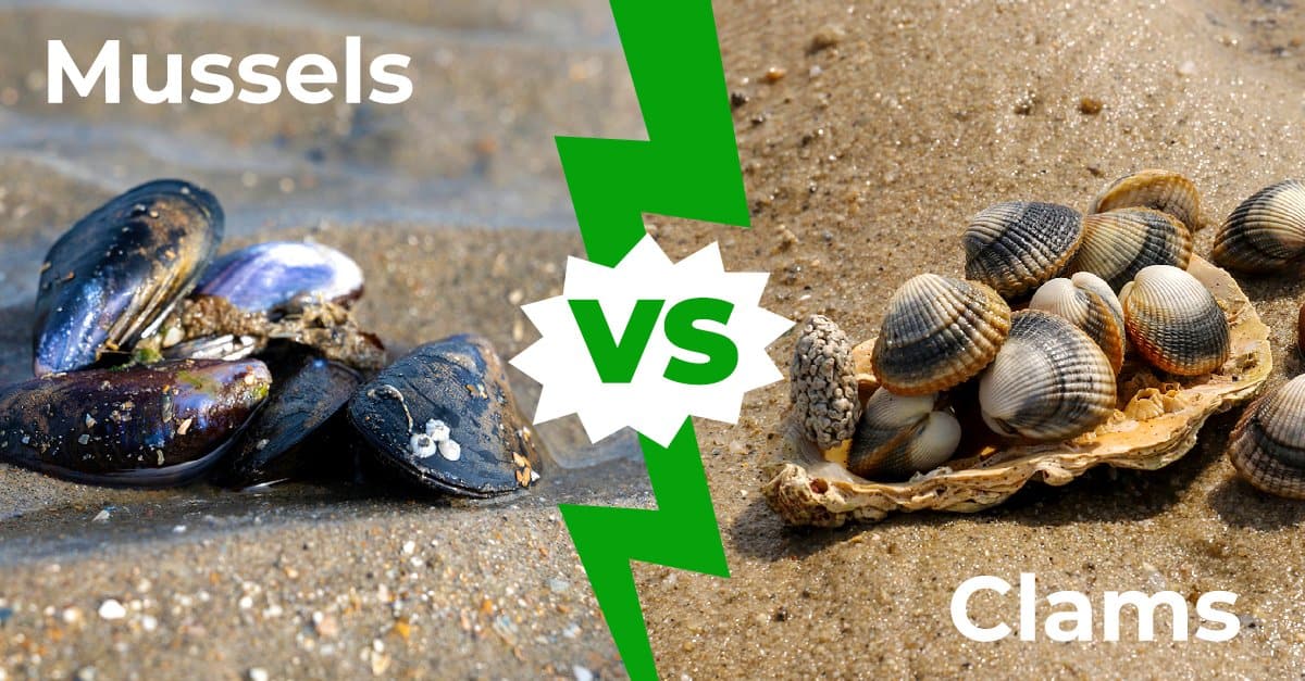 Which is healthier mussels or clams?