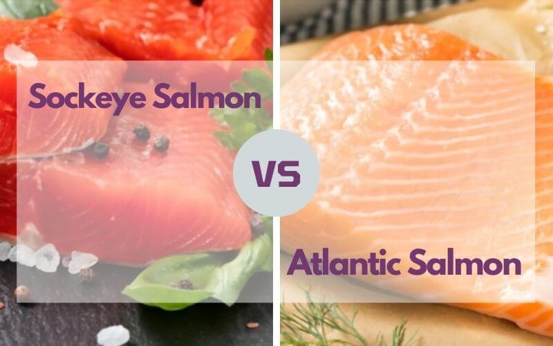 Which is healthier sockeye or Atlantic salmon?