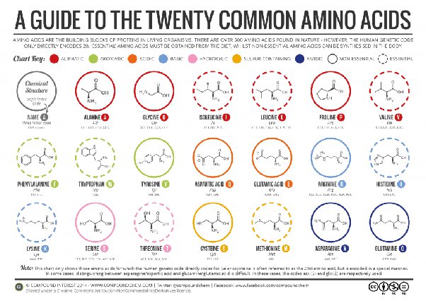 Which is the 23rd amino acid?