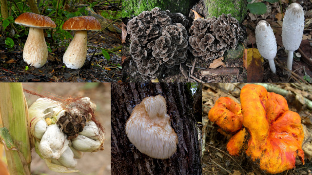 Which is the best edible mushroom?