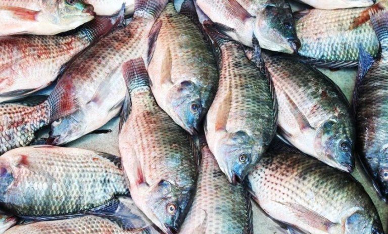 Which is the best fish for farming?