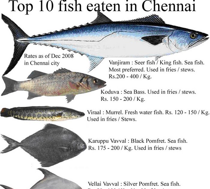 Which is the best fish to eat in Tamil Nadu?