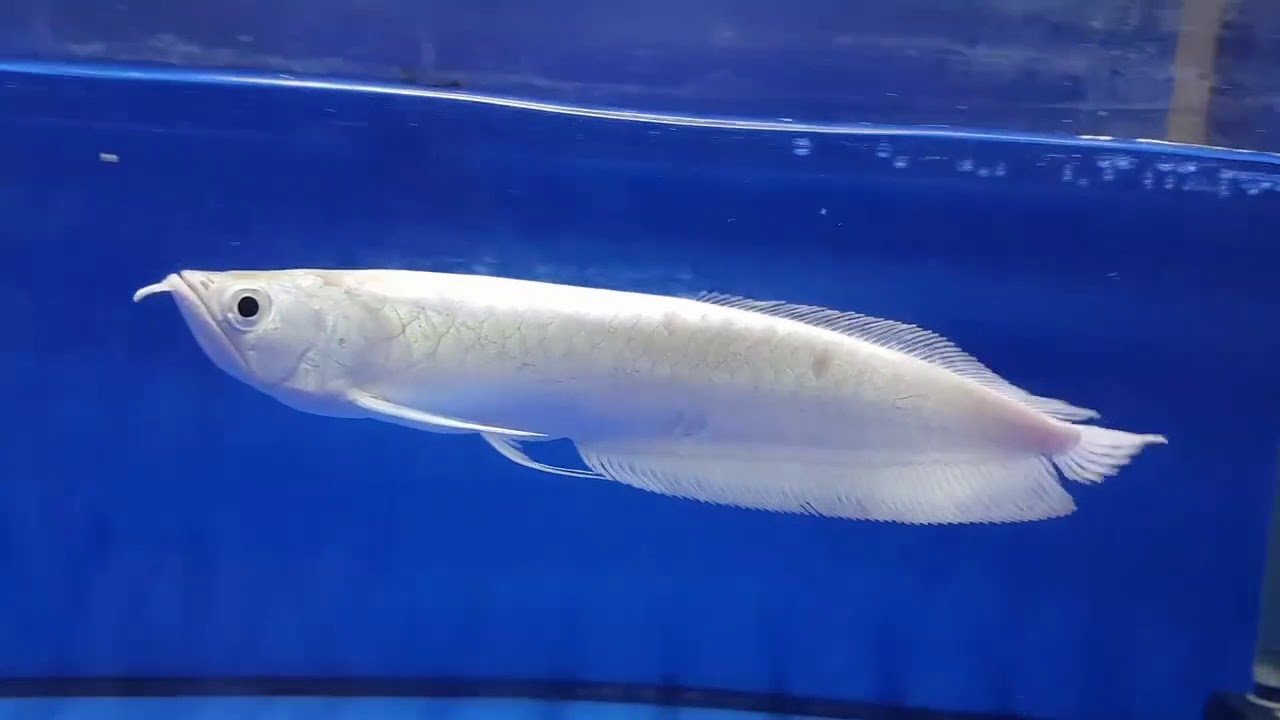 Which is the most expensive white fish?