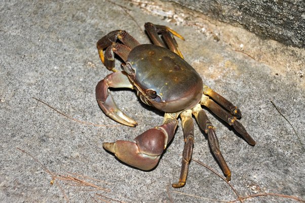 Which land crabs can you not eat?