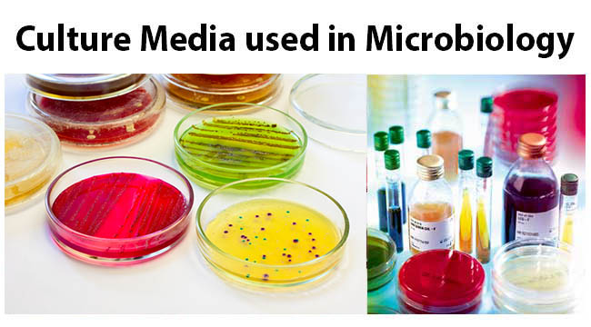 Which media are used in microbiology?