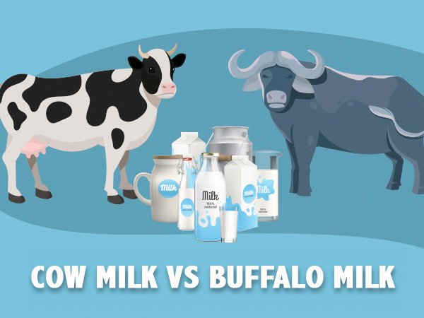 Which milk is easy to digest cow or buffalo?