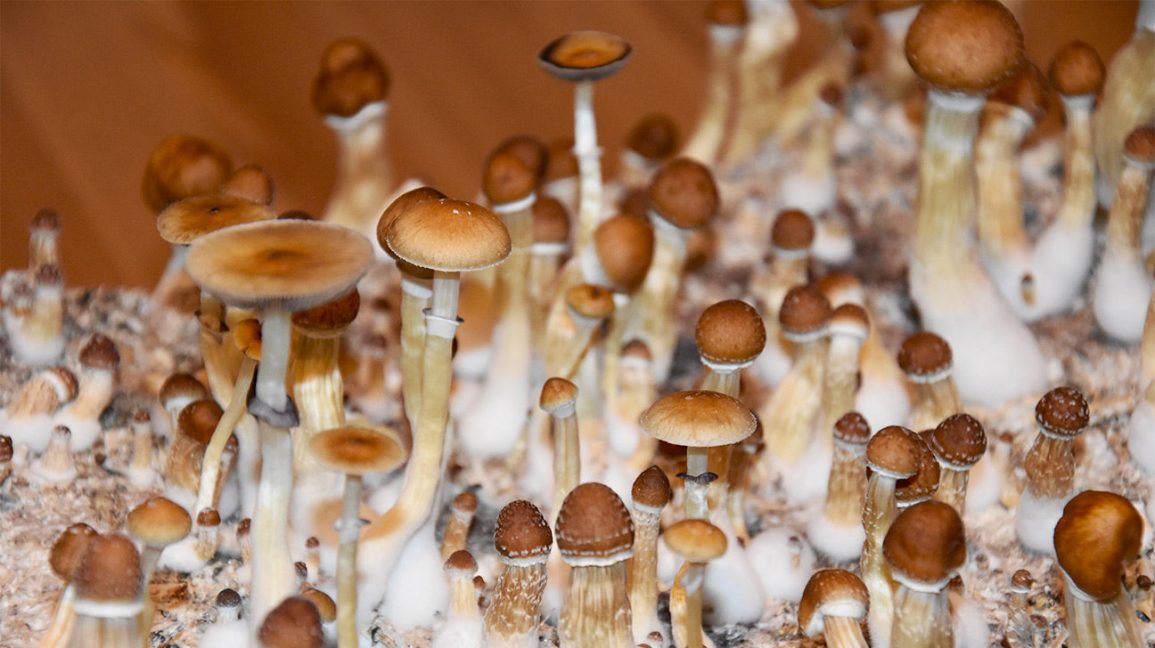 Which mushroom is good for mental health?