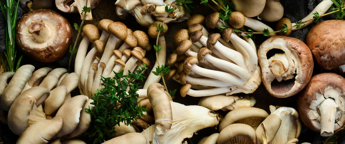 Which mushroom is the most nutritious?