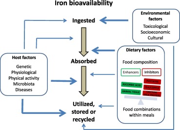 Which nutrient will increase the bioavailability of iron?