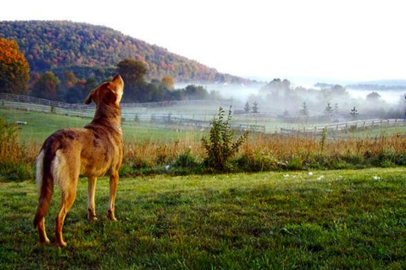 Which NY state parks allow dogs?