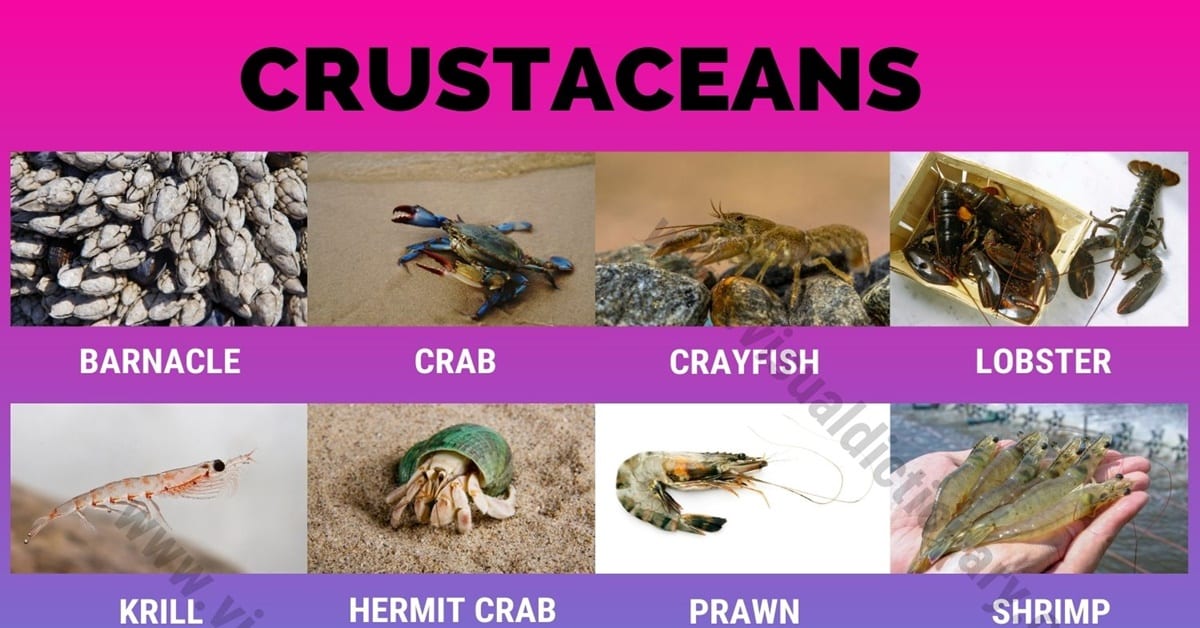 Which of the following is the example of crustaceans?