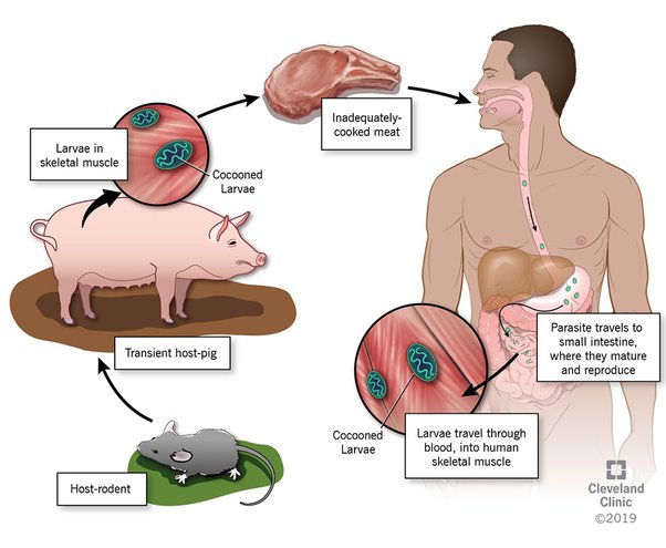 Which part of pork is unhealthy?