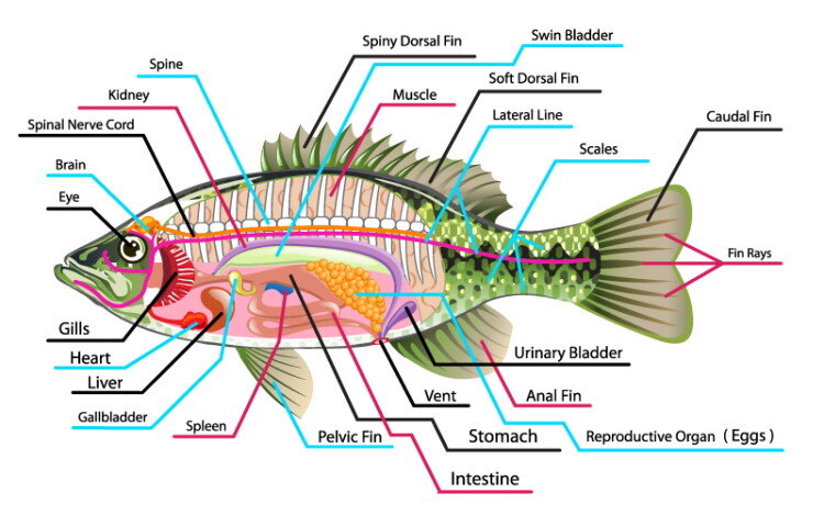 Which part of the fish is best?