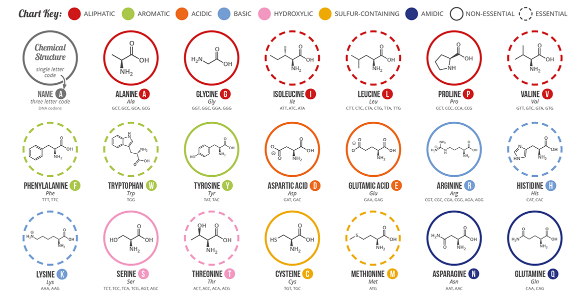 Which plant has all the amino acids?