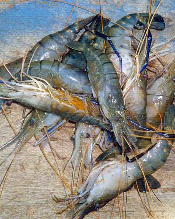 Which prawns are best in India?