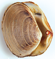 Which shellfish are bivalves?