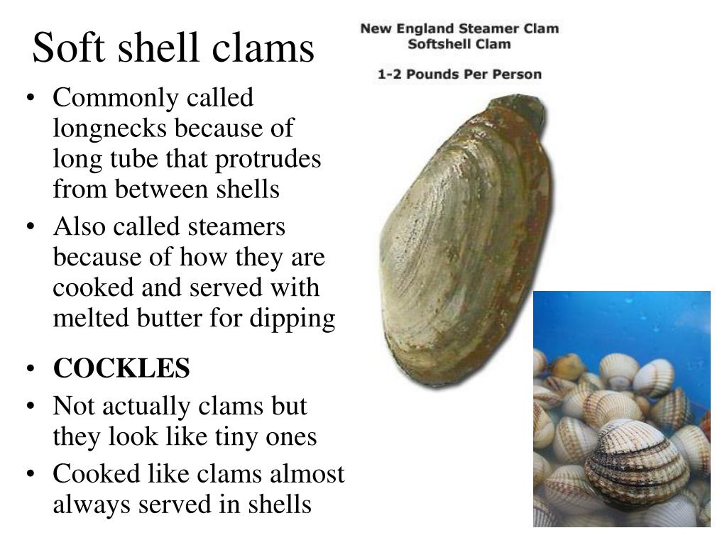 Which shellfish become tough and rubbery when overcooked?