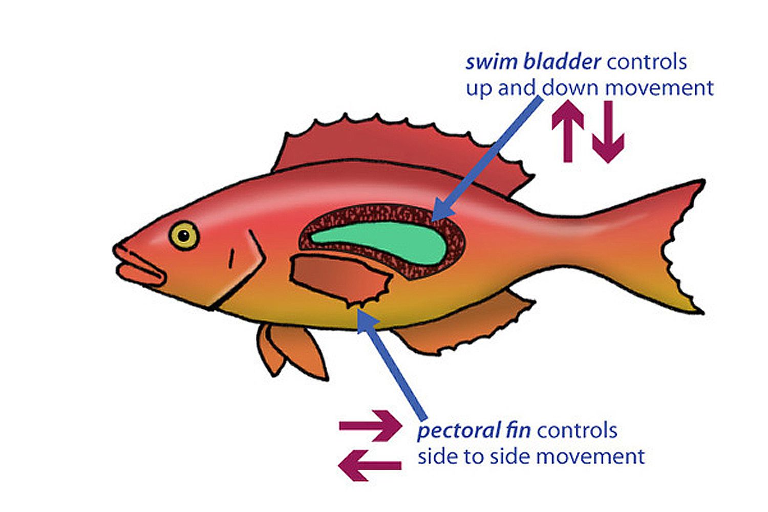 Which side of a fish goes down?