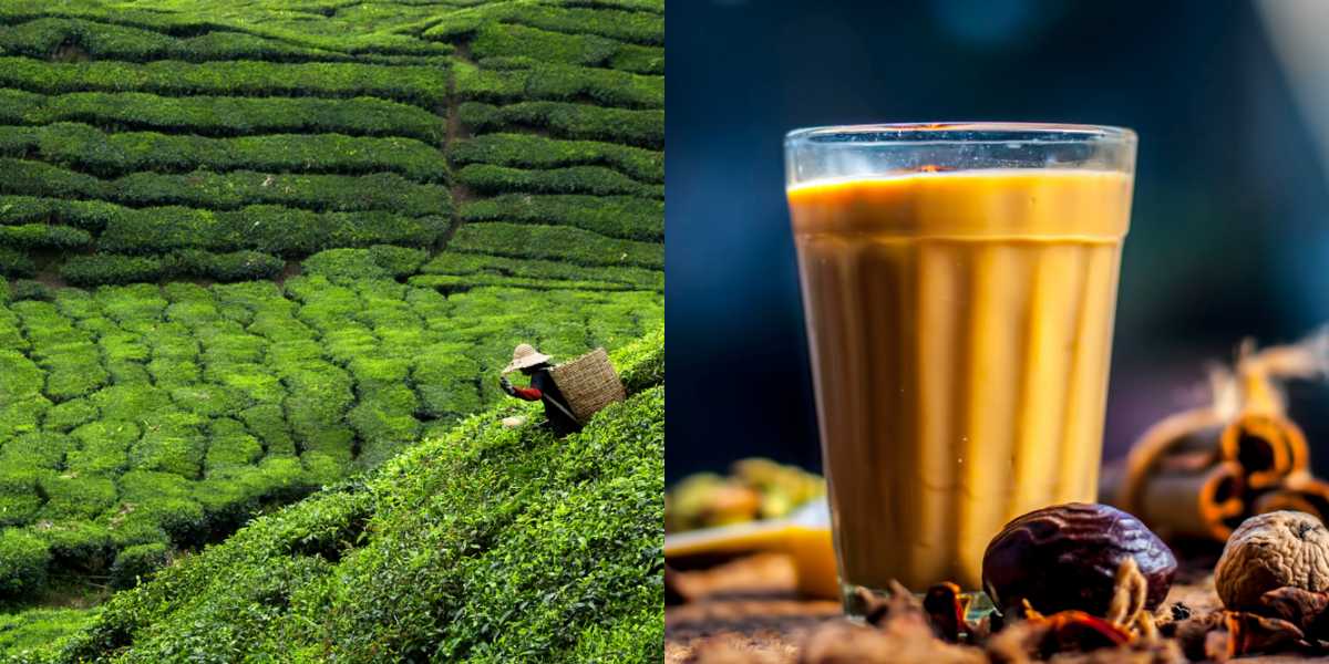 Which state is famous for Chai in India?