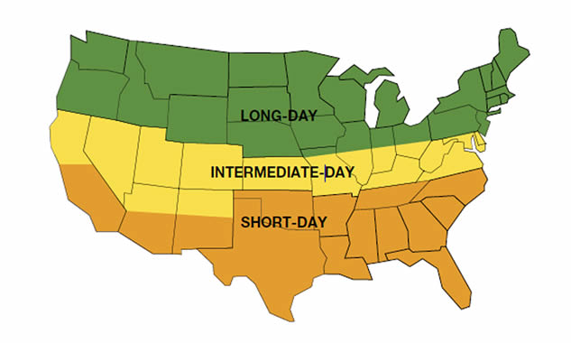 Which states grow the most onions?