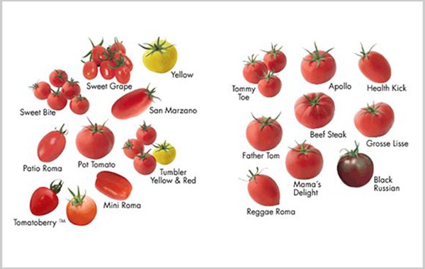 Which tomatoes are in season?