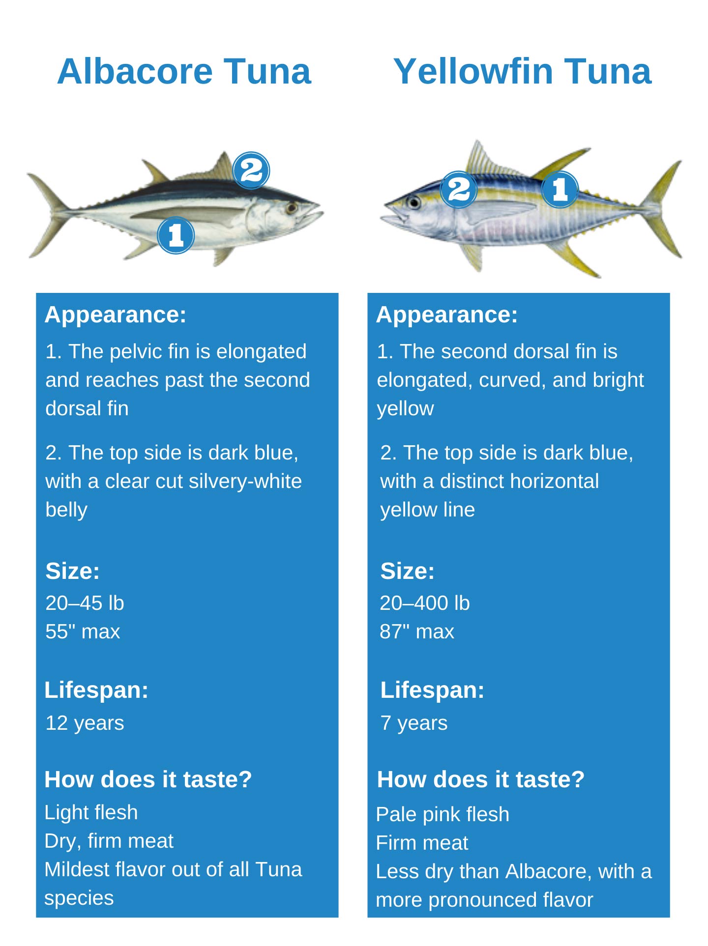 Which tuna has less mercury albacore or yellowfin?