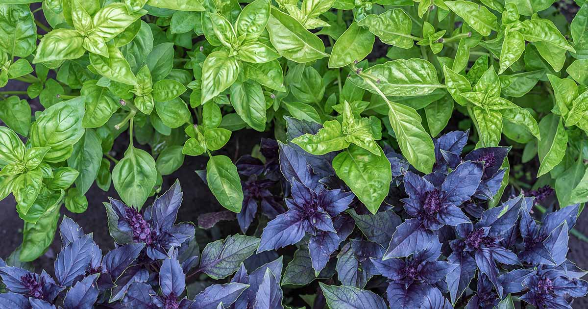 Which type of basil is best?