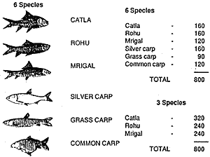 Which type of fish farming is best?