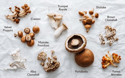 Which type of mushroom is best?