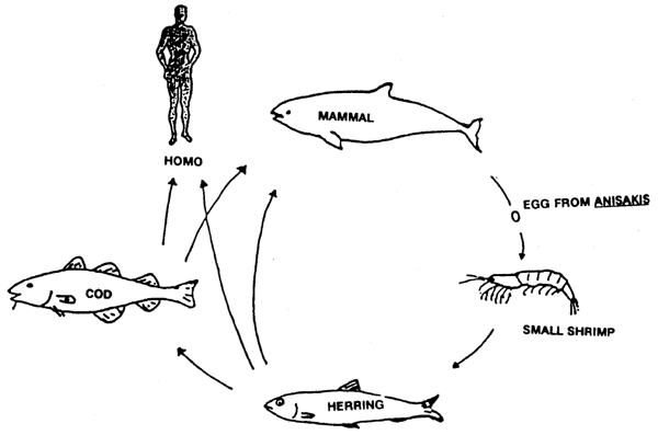 Which type of seafood is known for carrying Salmonella?