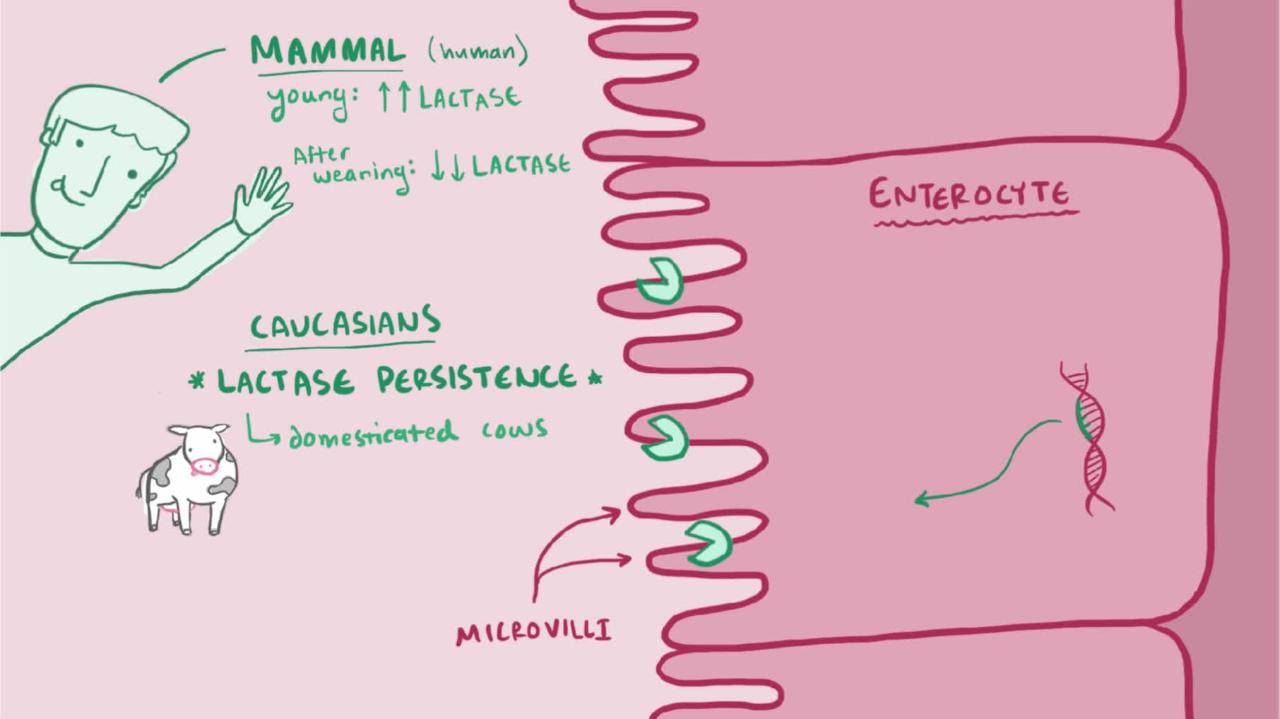 Which types of carbohydrates cause intolerance?