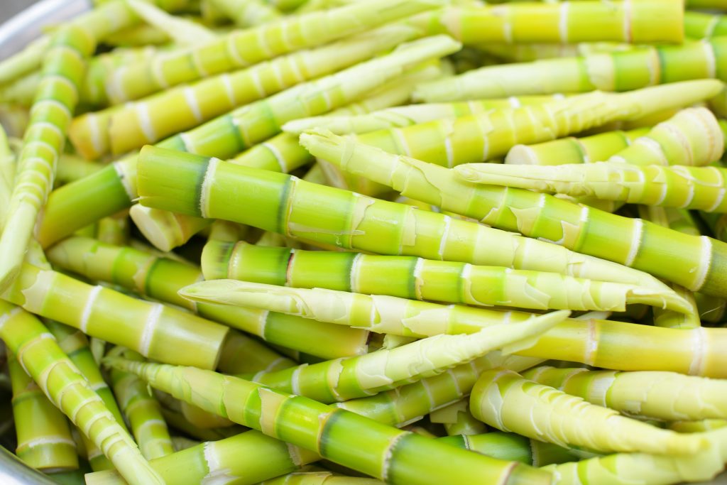 Which variety of bamboo is edible?