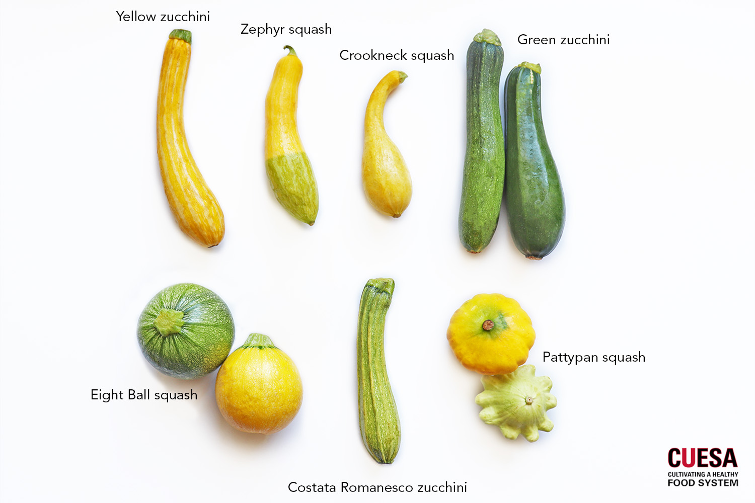 Which zucchini is healthiest yellow or green?