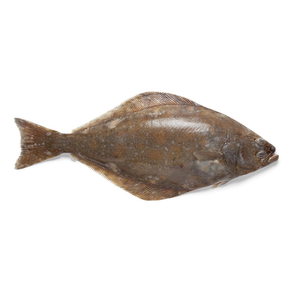 Who are the best halibut suppliers?